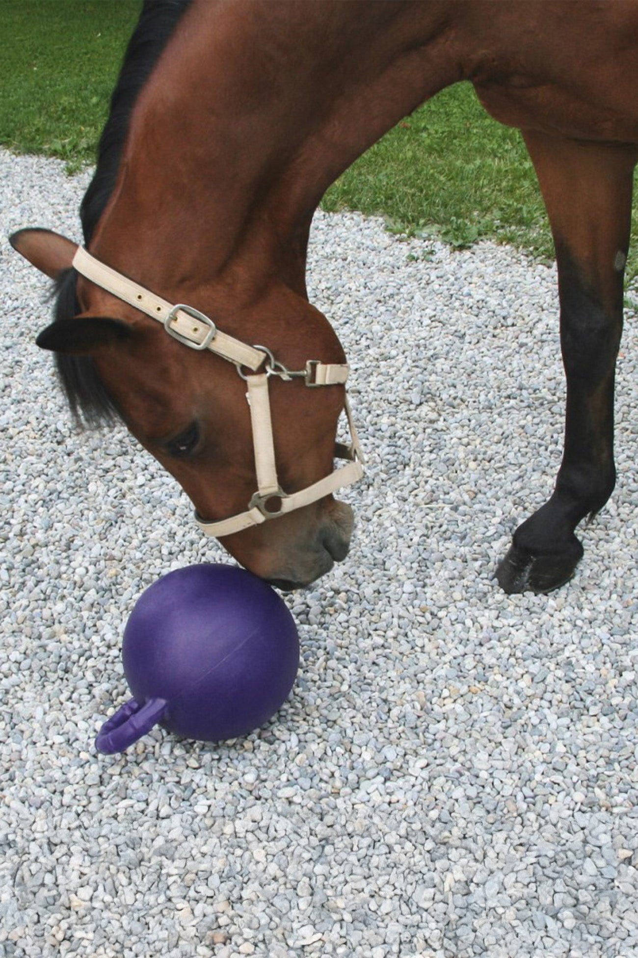 Play Ball with Mint Flavor – Swedish Equestrian
