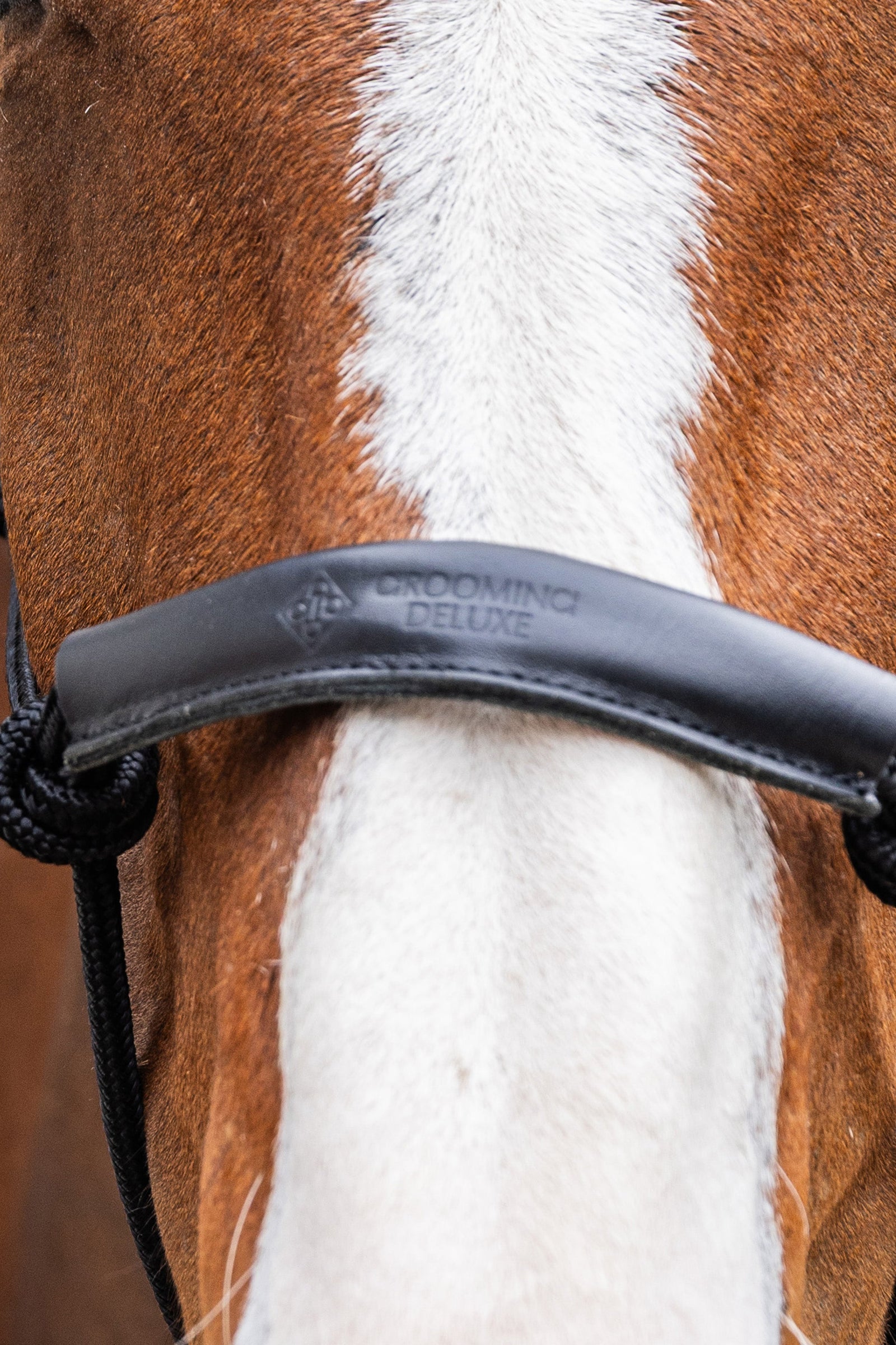 Rope Halter Black – Swedish Equestrian